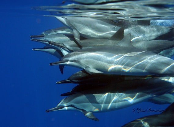 Hawaiian Spinner Dolphin Pod Together - Etsy