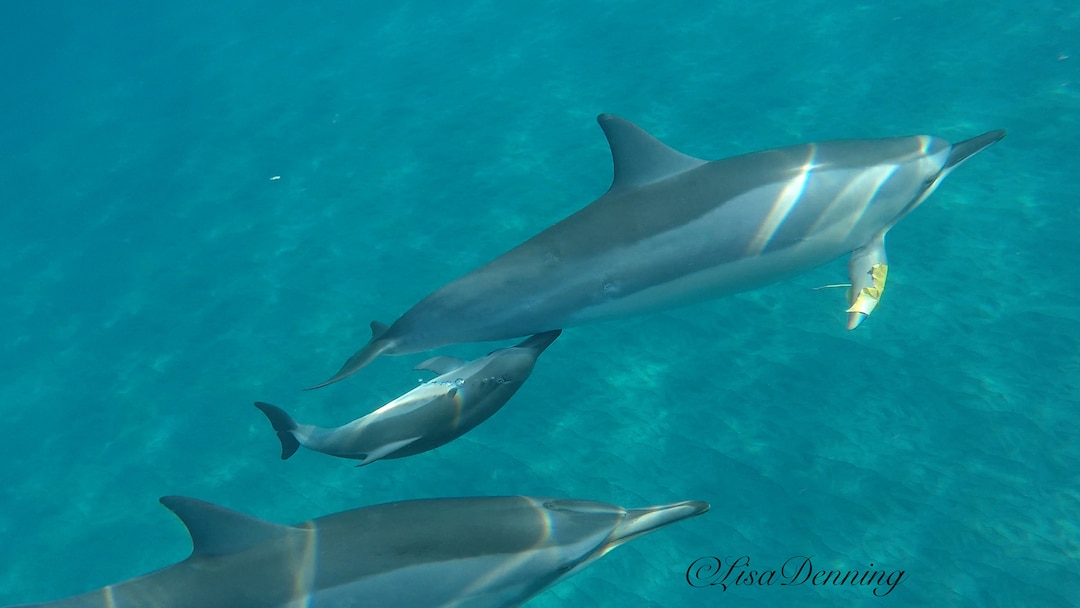 Baby Spinner Dolphin Nursing in Hawaii - Etsy