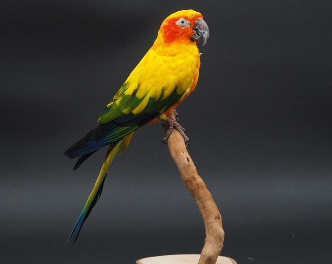 EU Only - Stuffed Sun Parakeet, Real Taxidermy - Etsy