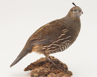 Taxidermy Quail - Etsy