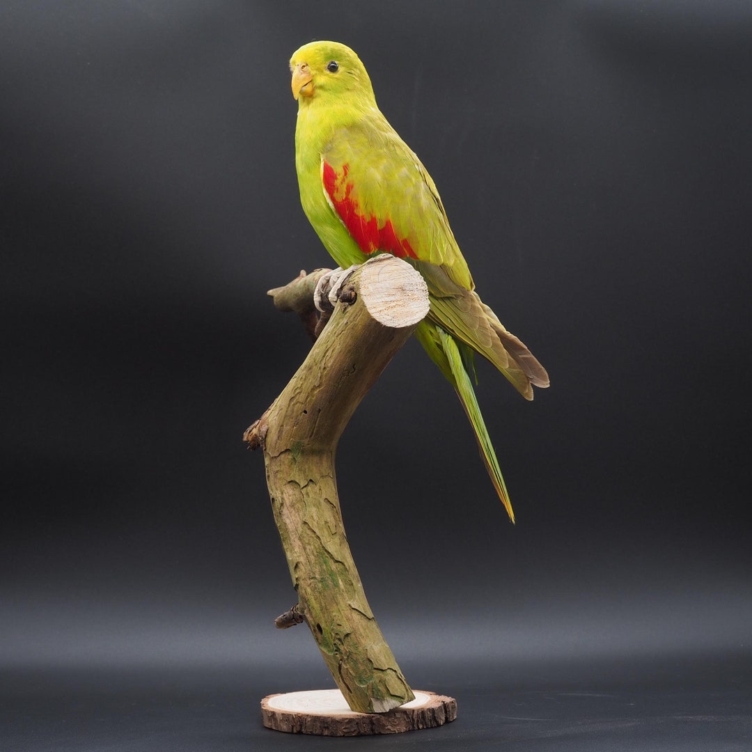 EU Only - Mounted Red-winged Parakeet, Real Taxidermy - Etsy