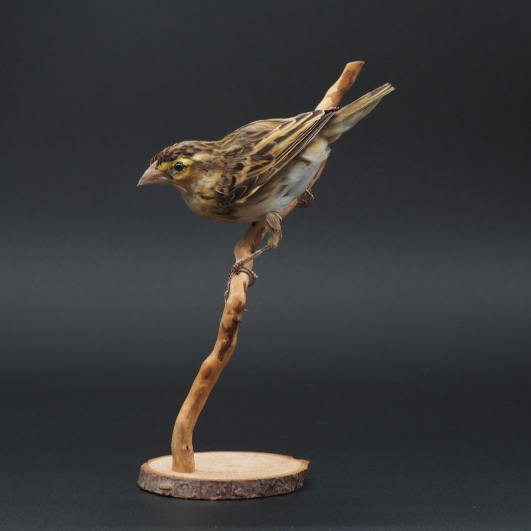 Mounted Napoleon Weaver, Real Taxidermy - Etsy