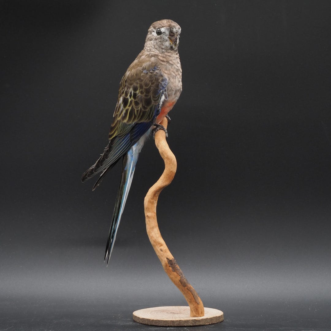 EU Only - Mounted Bourke's Parakeet, Real Taxidermy - Etsy