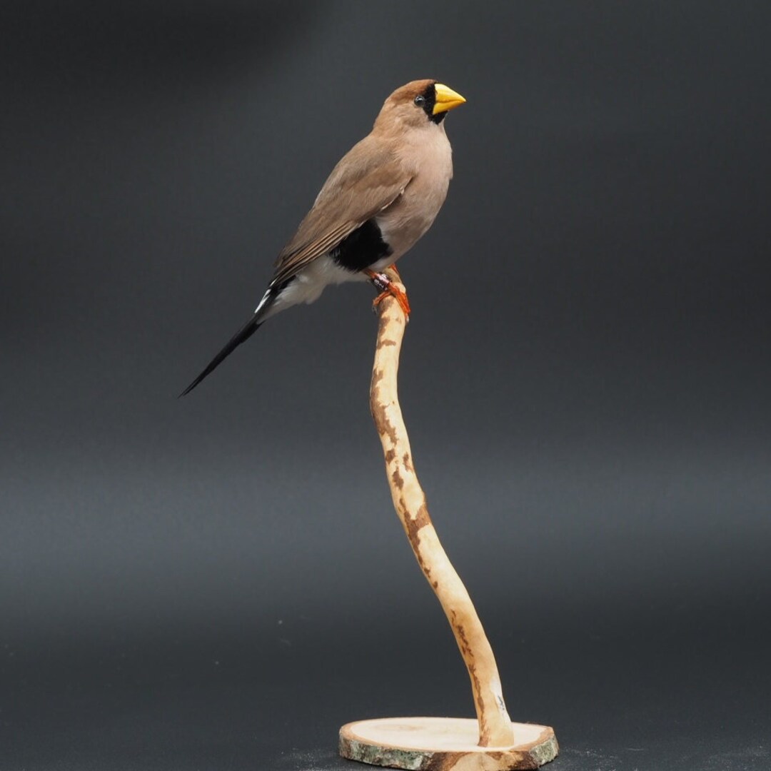 Stuffed Mask Finch, Real Taxidermy - Etsy
