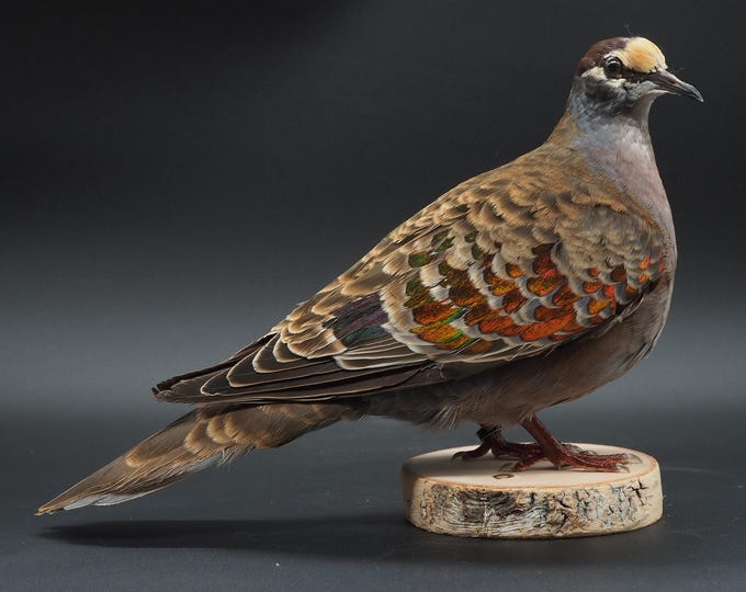 Mounted Bronze-winged Pigeon, Real Taxidermy - Etsy