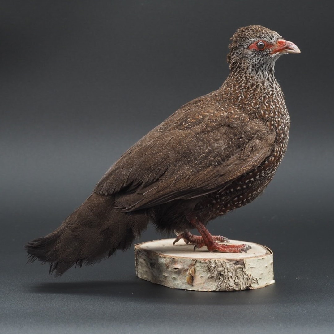 Mounted Rock Partridge, Real Taxidermy - Etsy