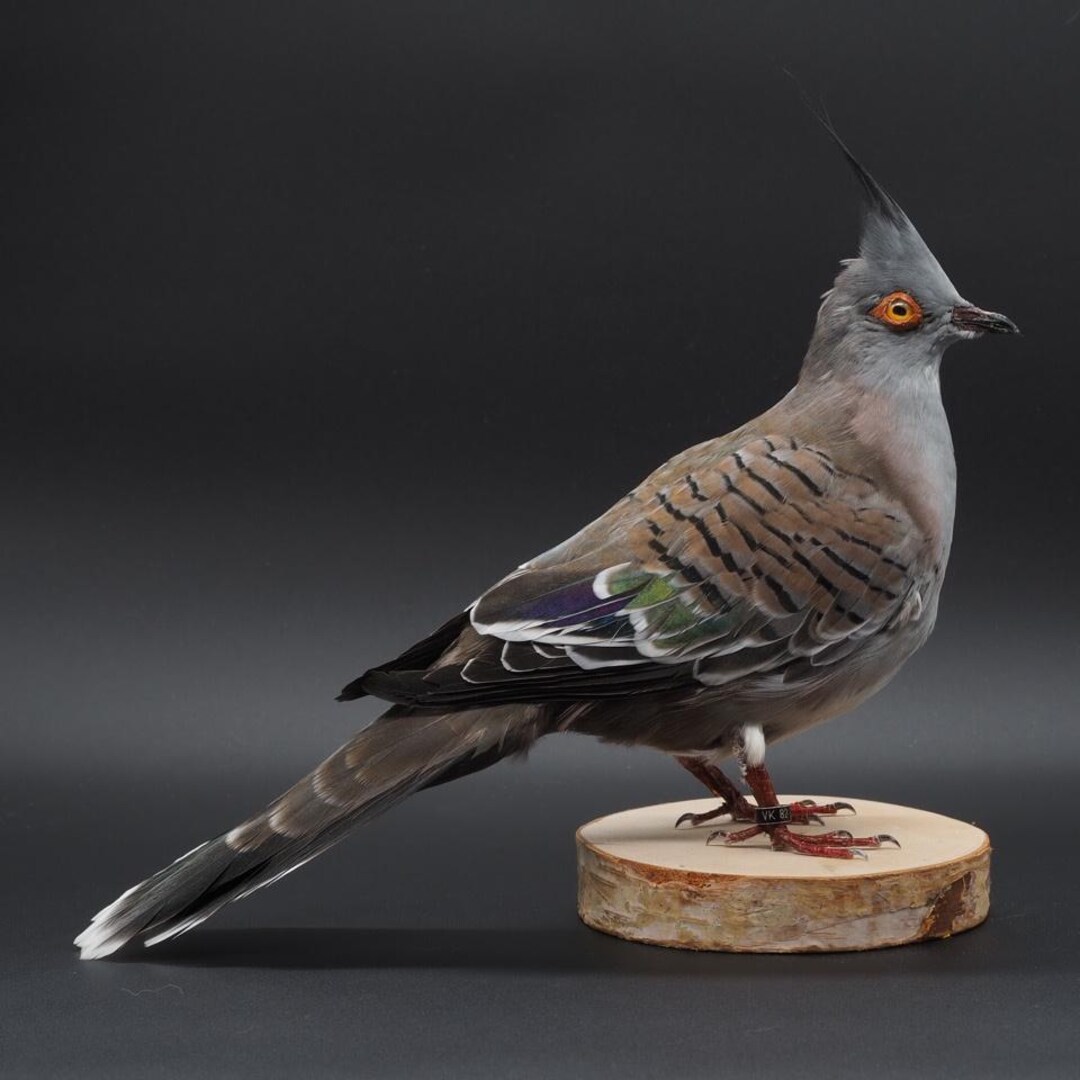 Mounted Crested Pigeon, Real Taxidermy - Etsy