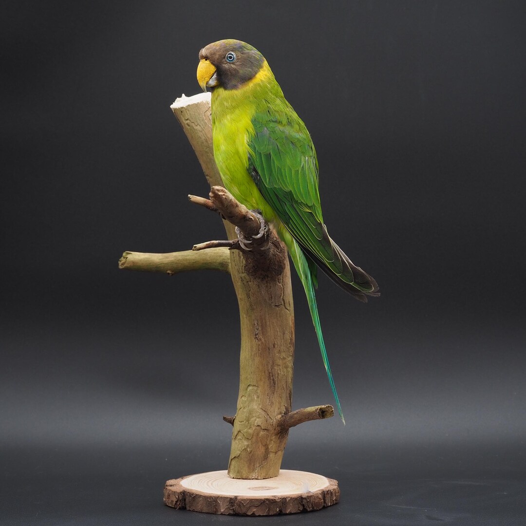 EU Only - Mounted Plum-headed Parakeet, Real Taxidermy - Etsy