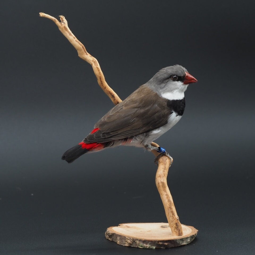 Mounted Diamond Quill, Real Taxidermy - Etsy