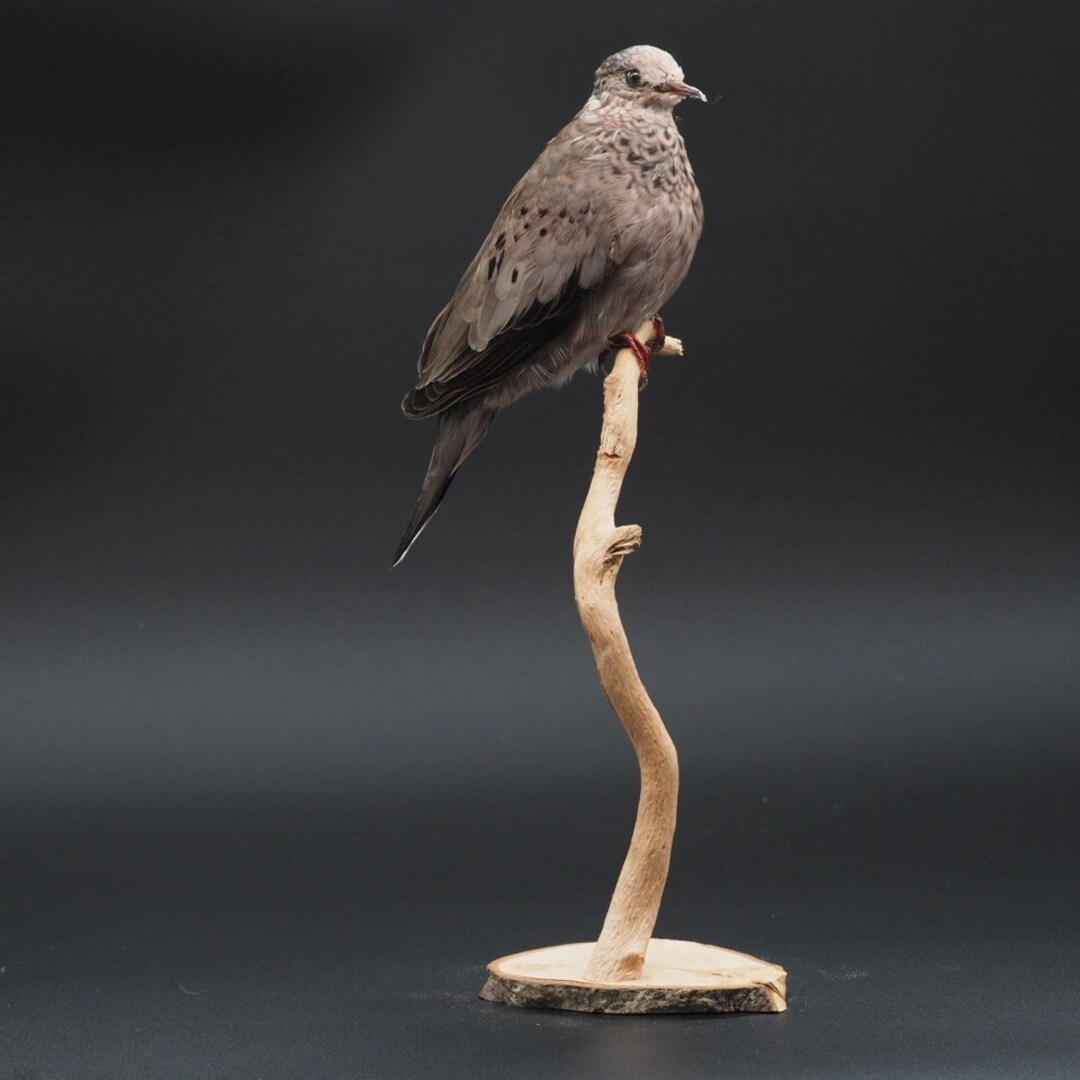 Stuffed Stone Pigeon, Real Taxidermy - Etsy UK