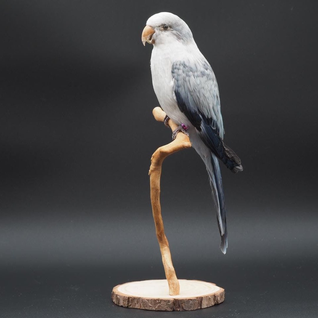 EU Only - Mounted Monk Parakeet, Real Taxidermy - Etsy