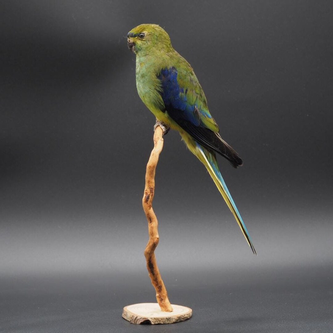 EU Only - Mounted Blue-winged Parakeet, Real Taxidermy - Etsy