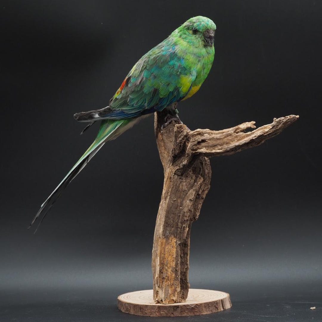EU Only - Mounted Red-backed Parakeet, Real Taxidermy - Etsy