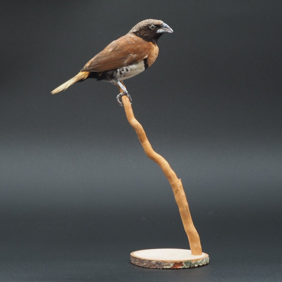 Mounted Brown-breasted Reed Finch, Real Taxidermy - Etsy