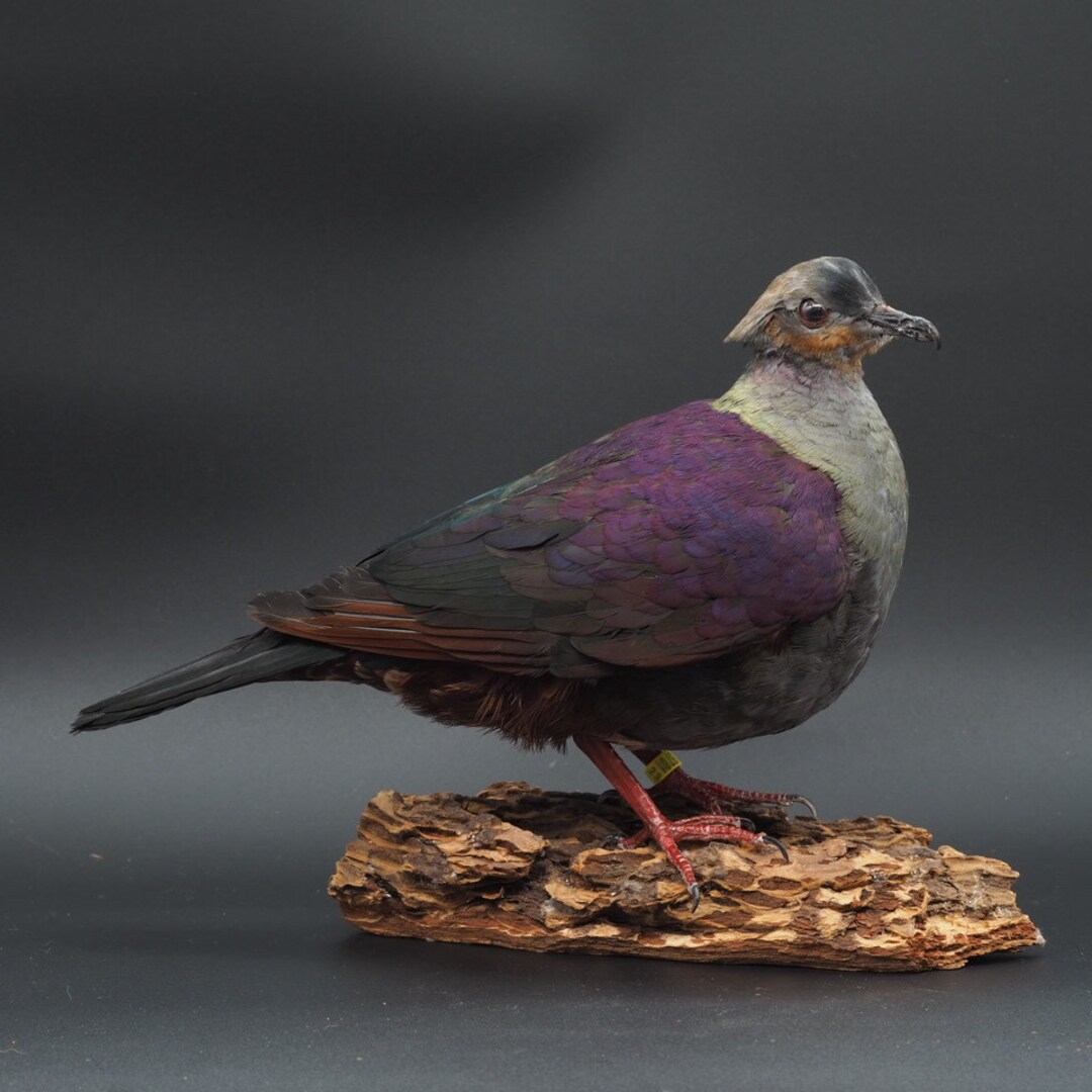 Mounted Crested Quail Pigeon, Real Taxidermy - Etsy