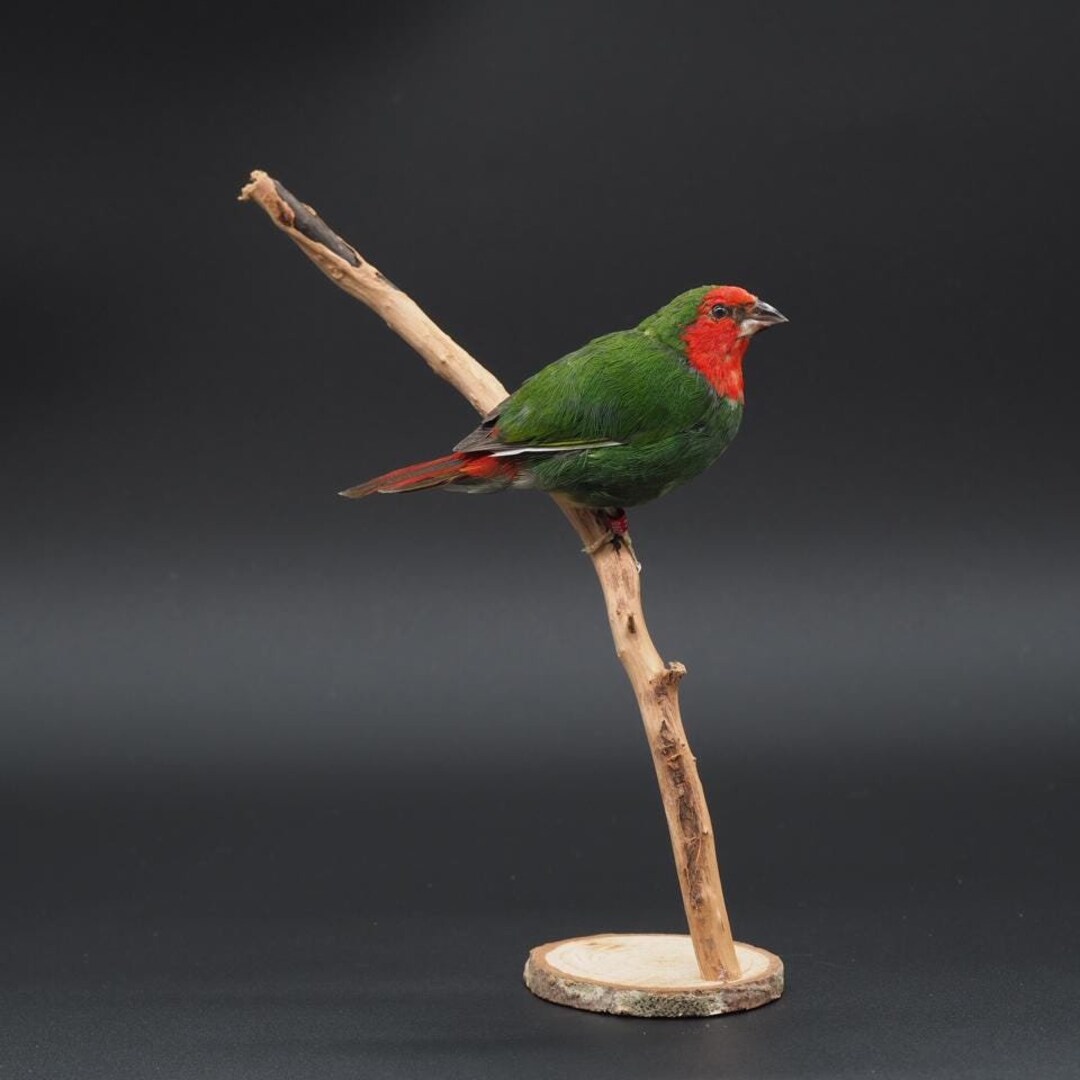 Mounted Red-headed Parrot Finch, Real Taxidermy - Etsy