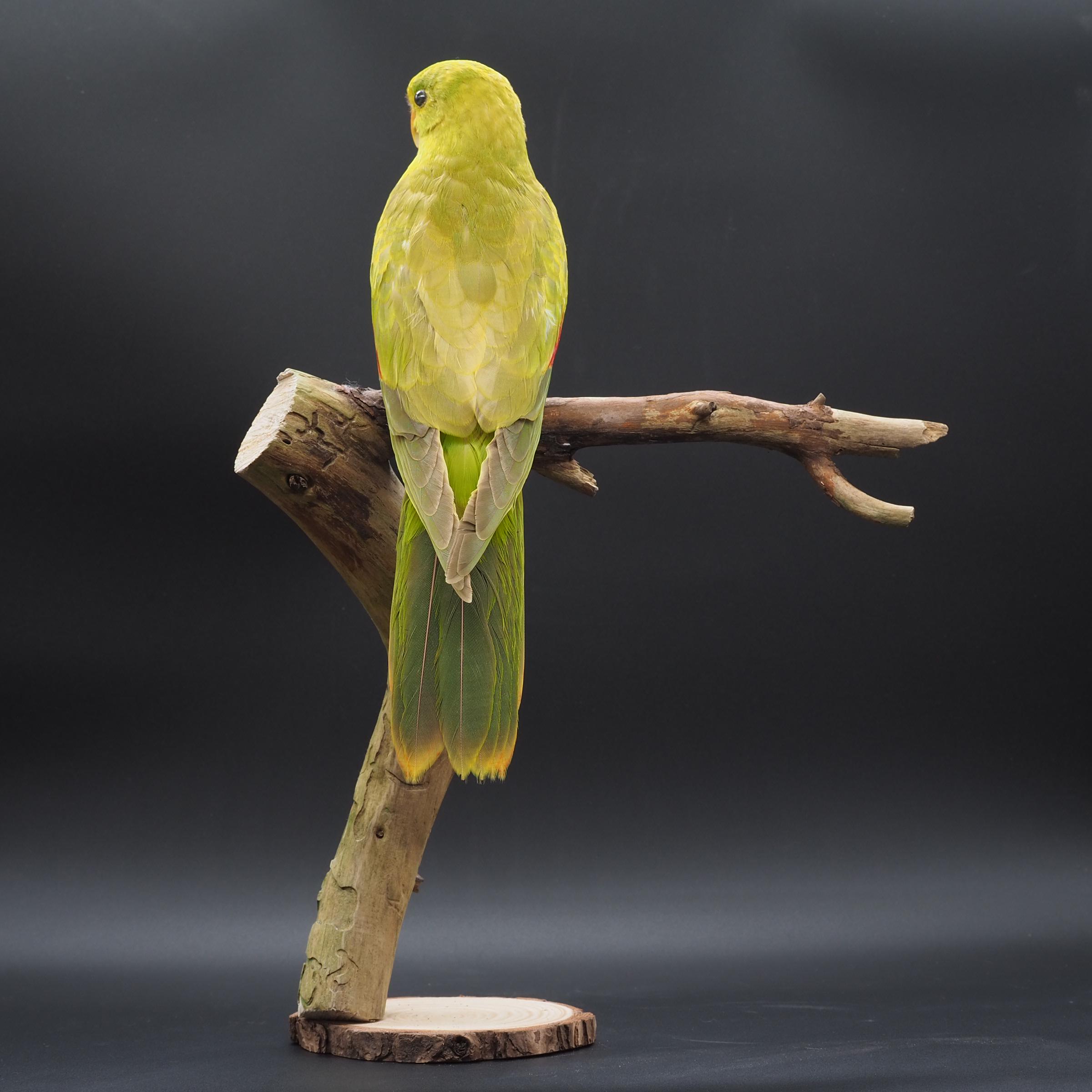 EU Only - Mounted Red-winged Parakeet, Real Taxidermy - Etsy
