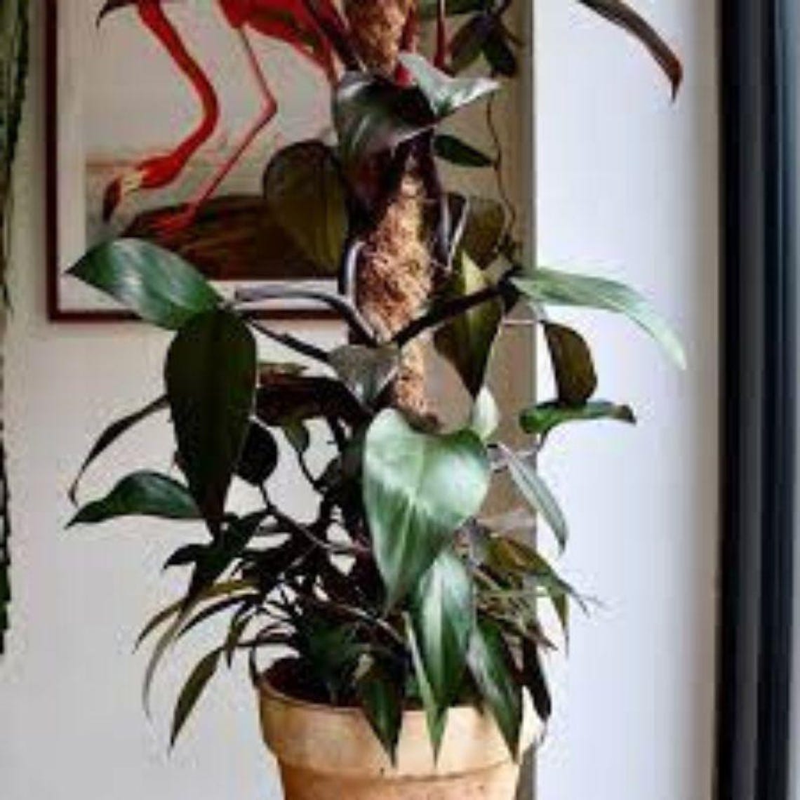 Royal Queen Philodendron Rare Aroid Plant Live Cutting Rootd Bulbs ...