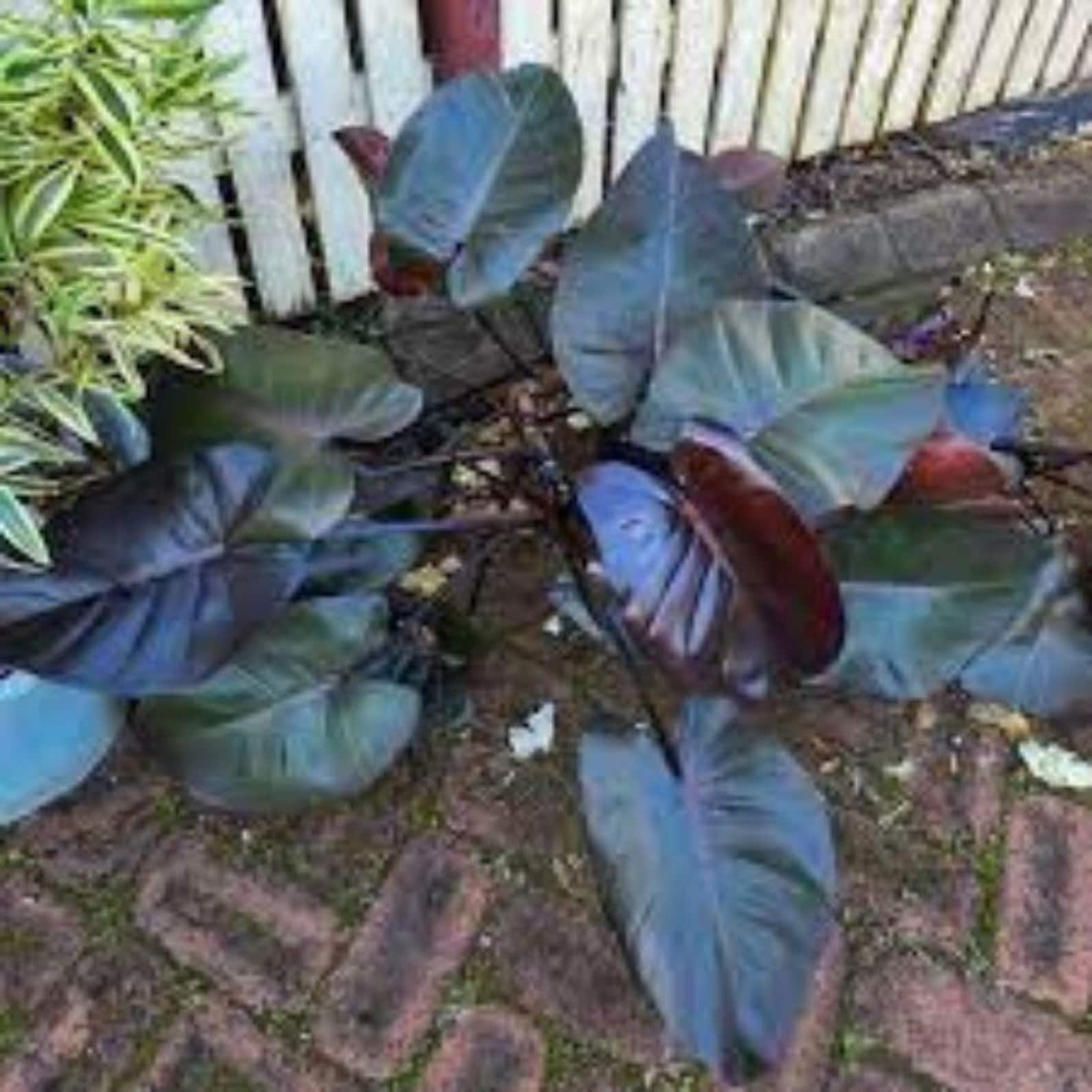 Royal Queen Philodendron Rare Aroid Plant Live Cutting Rootd Bulbs ...