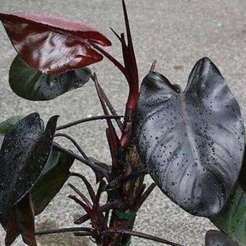 Royal Queen Philodendron Rare Aroid Plant Live Cutting Rootd Bulbs ...