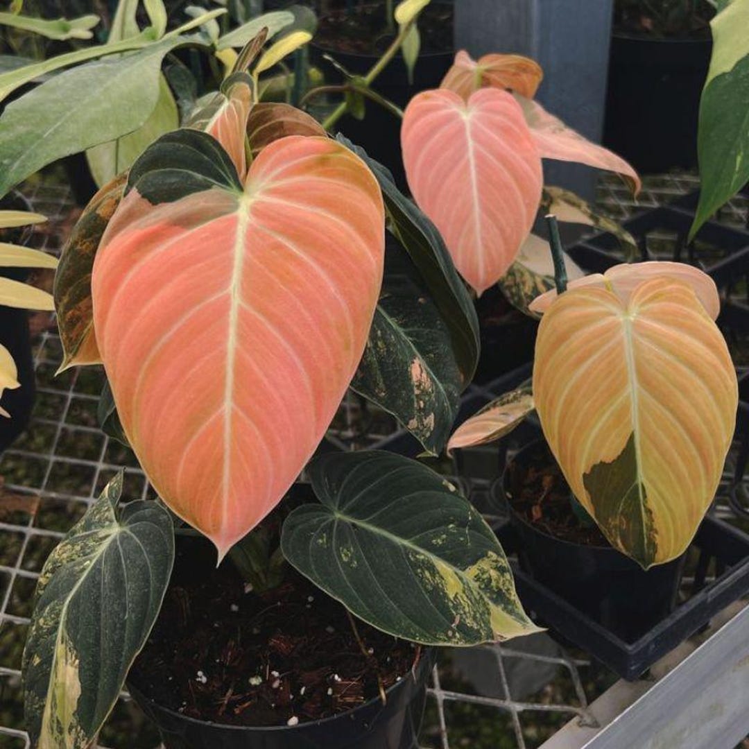 15 Rare Philodendron Pink Micans Variegated Plant Rooted Node Cuttings ...