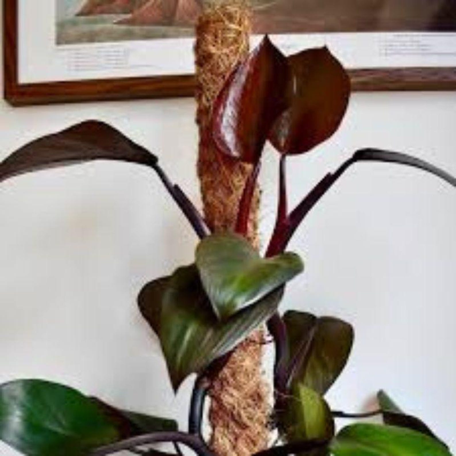 Royal Queen Philodendron Rare Aroid Plant Live Cutting Rootd Bulbs ...
