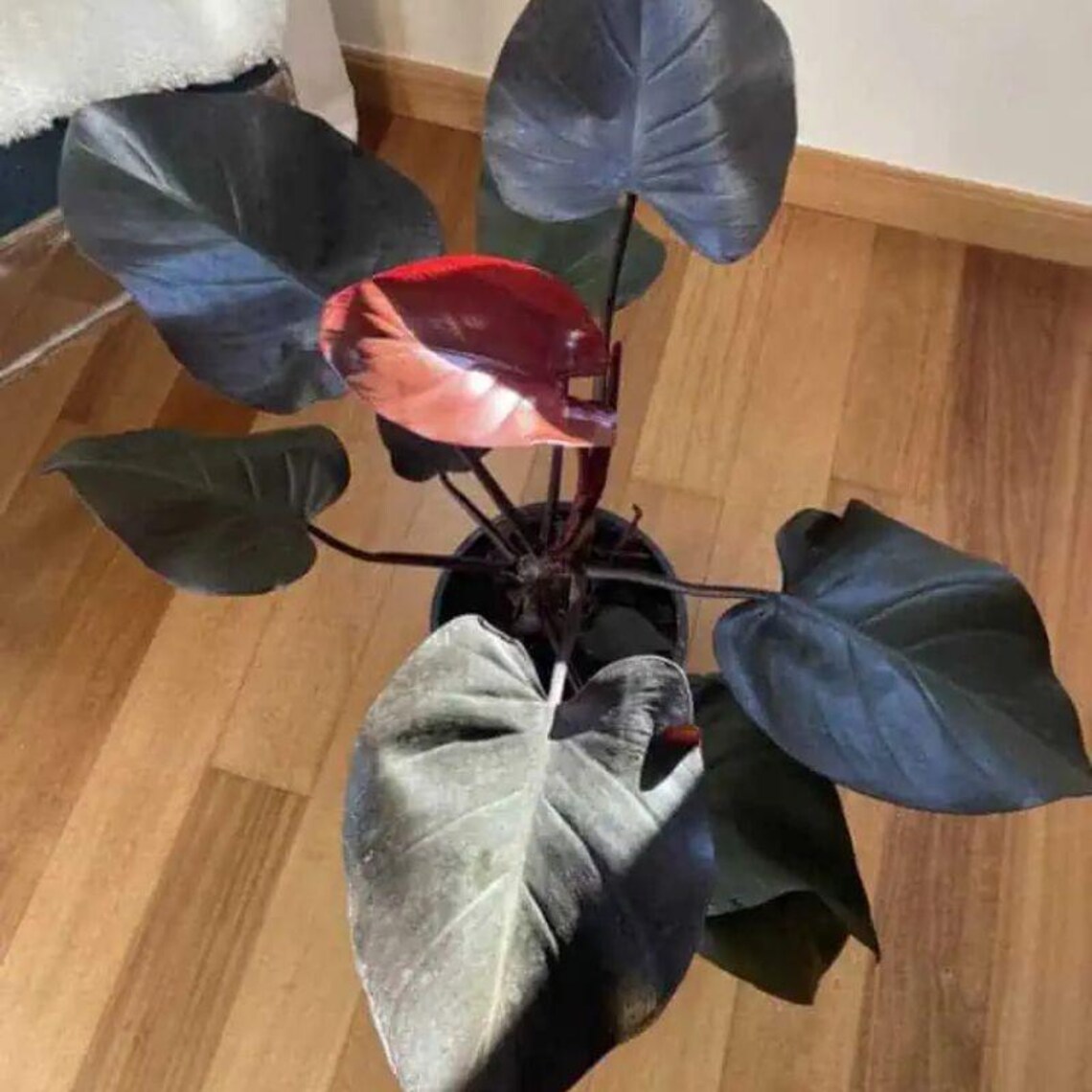Royal Queen Philodendron Rare Aroid Plant Live Cutting Rootd Bulbs ...