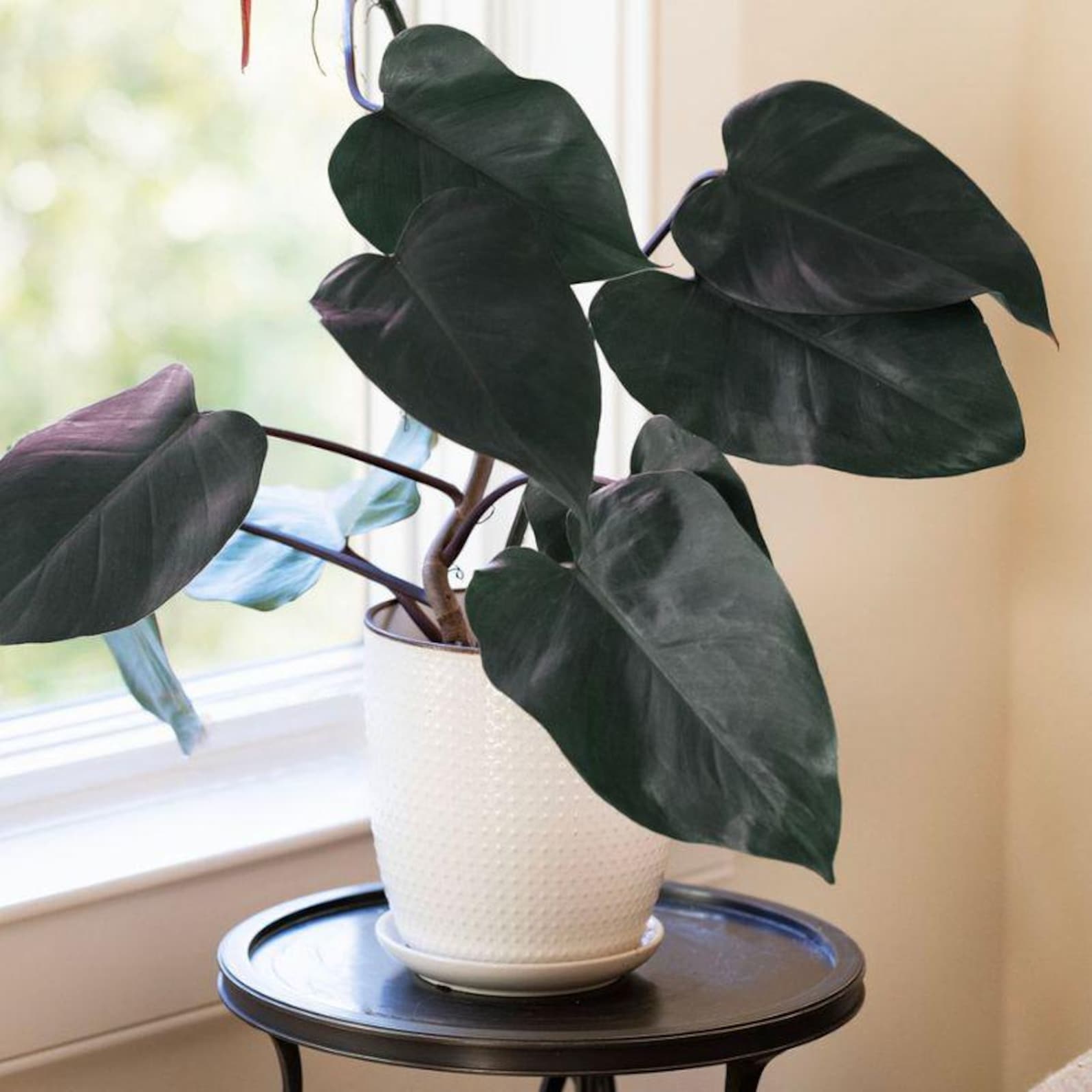 Royal Queen Philodendron Rare Aroid Plant Live Cutting Rootd Bulbs ...