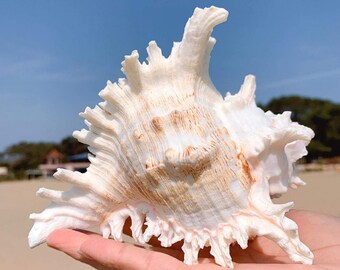 Natural Sea Shells | Etsy