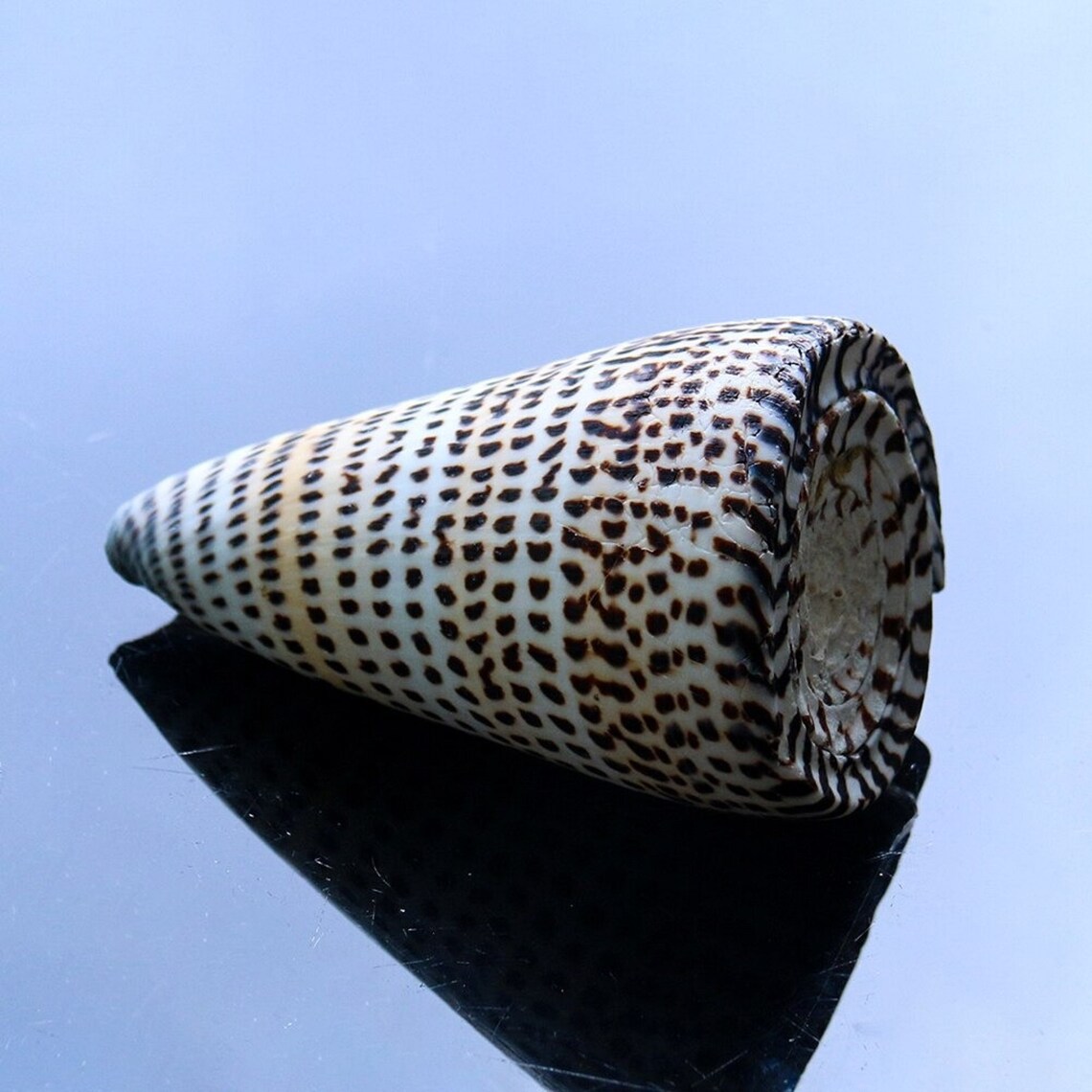 Natural Black Corn Conch Sea Shell Specimen Beach Seashell - Etsy