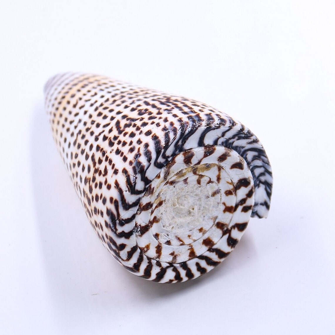 Natural Black Corn Conch Sea Shell Specimen Beach Seashell - Etsy