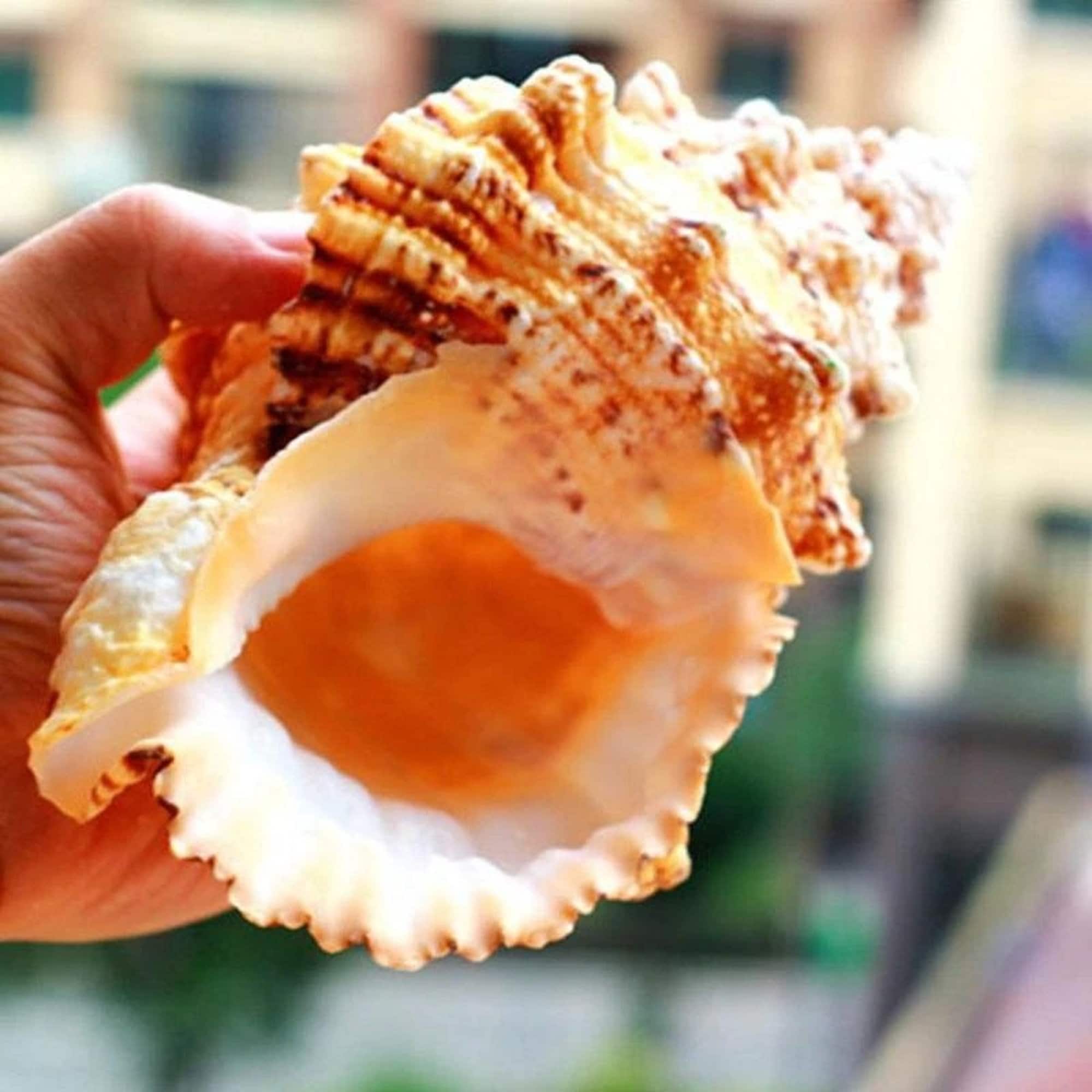 Natural Conch Shell Furnishing Marine Decoration Lovely Large | Etsy