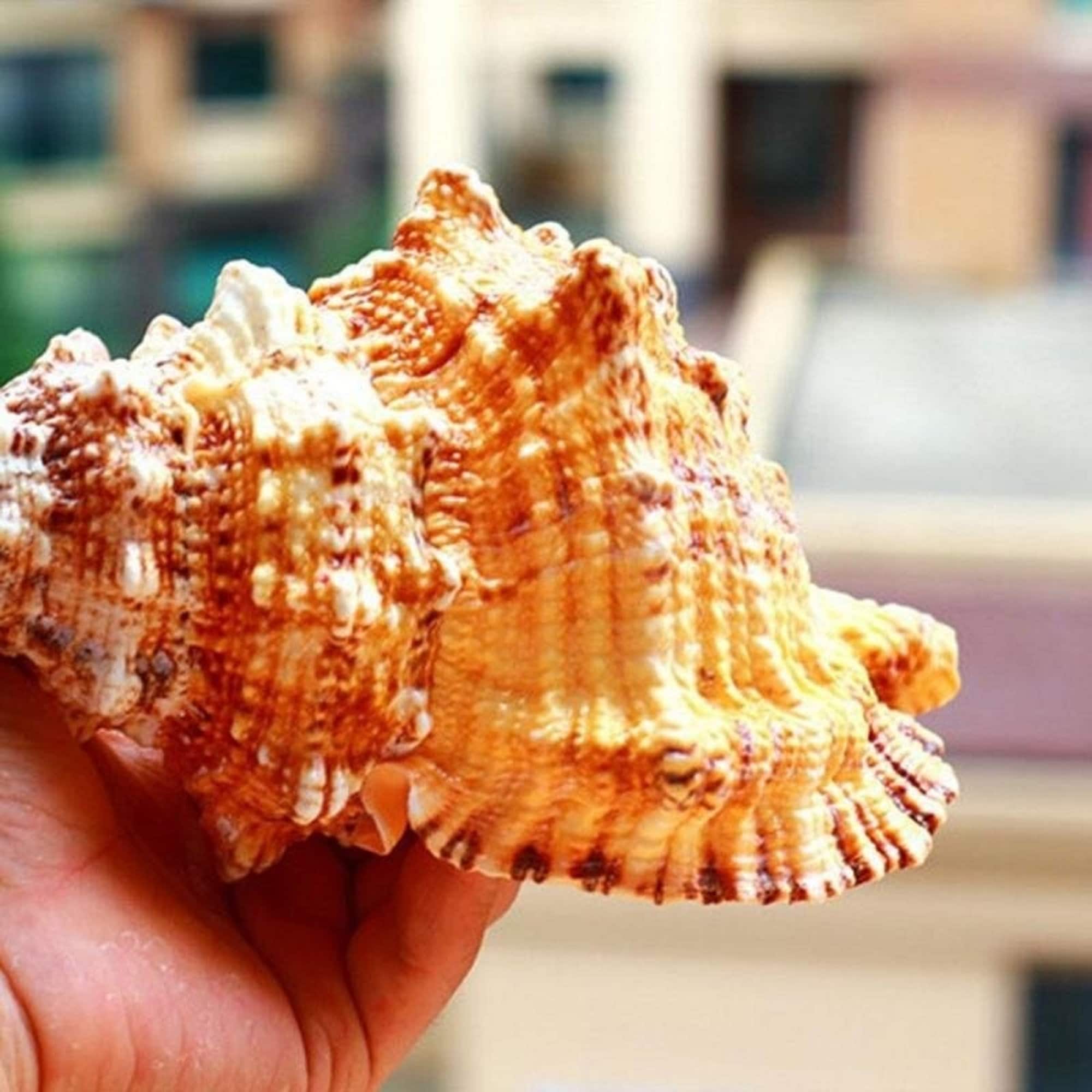 Natural Conch Shell Furnishing Marine Decoration Lovely Large - Etsy