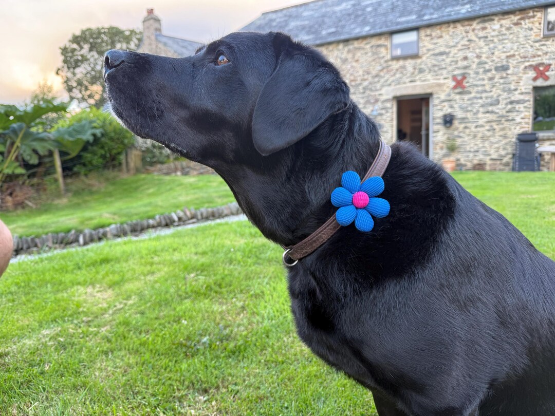 Handmade Dog Collar Flower: Stylish Pet Accessory for Girl Dogs - Etsy UK