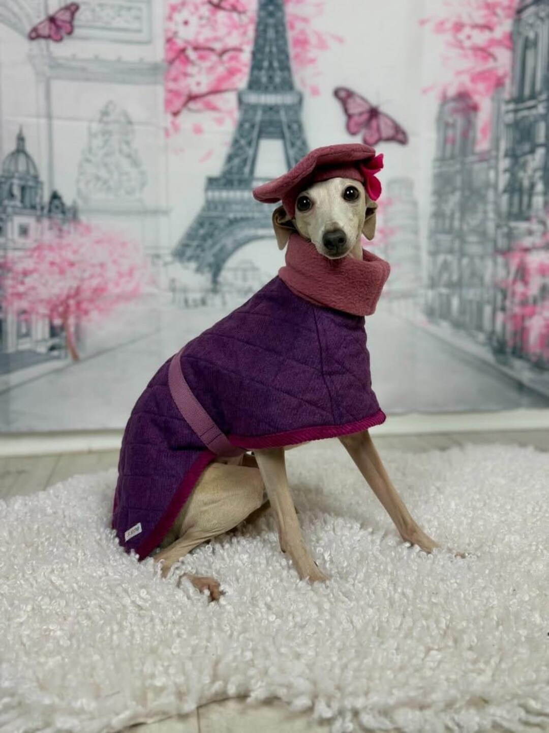 Italian Greyhound Coat ,italian Greyhound Jacket , Matching Beret ...