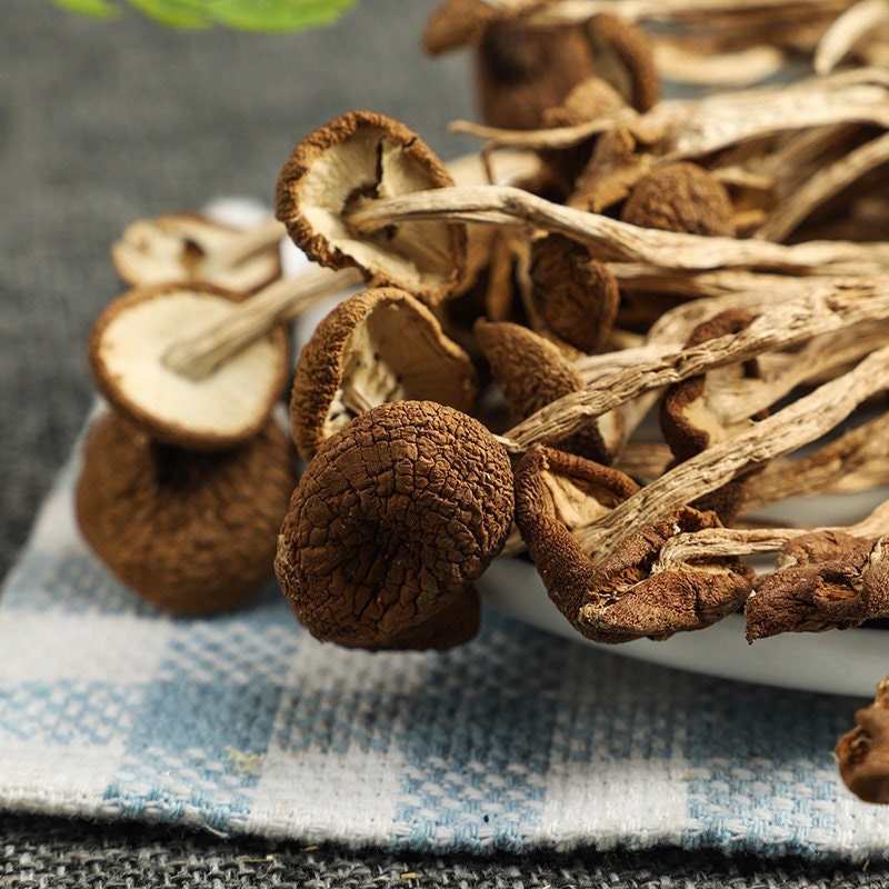 Top Quality Dried Tea Tree Mushrooms, Agrocybe Cylindracea, Cha Shu Gu ...