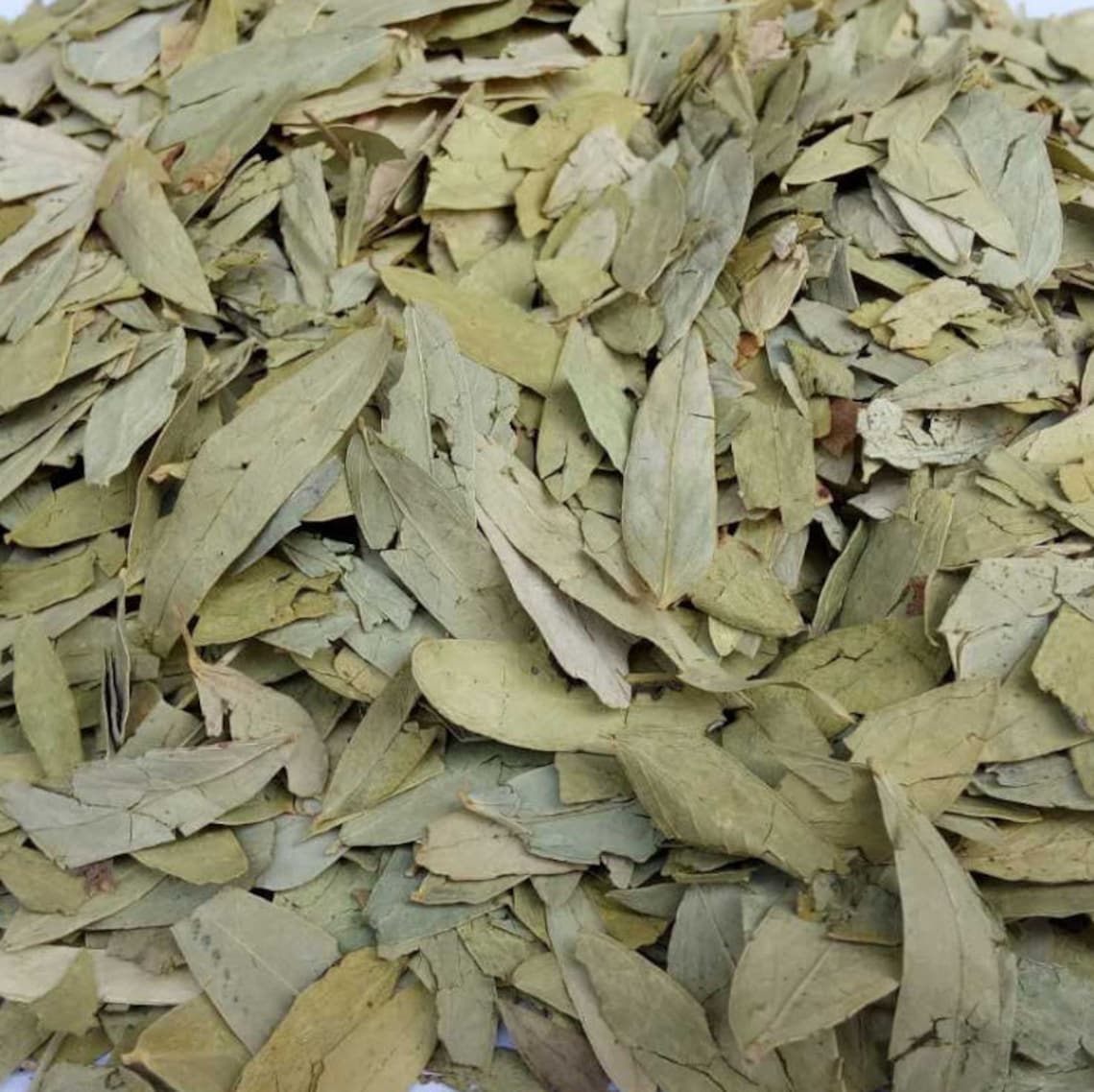 Dried Senna Leaves Tea 250g Senna Alexandrina - Etsy
