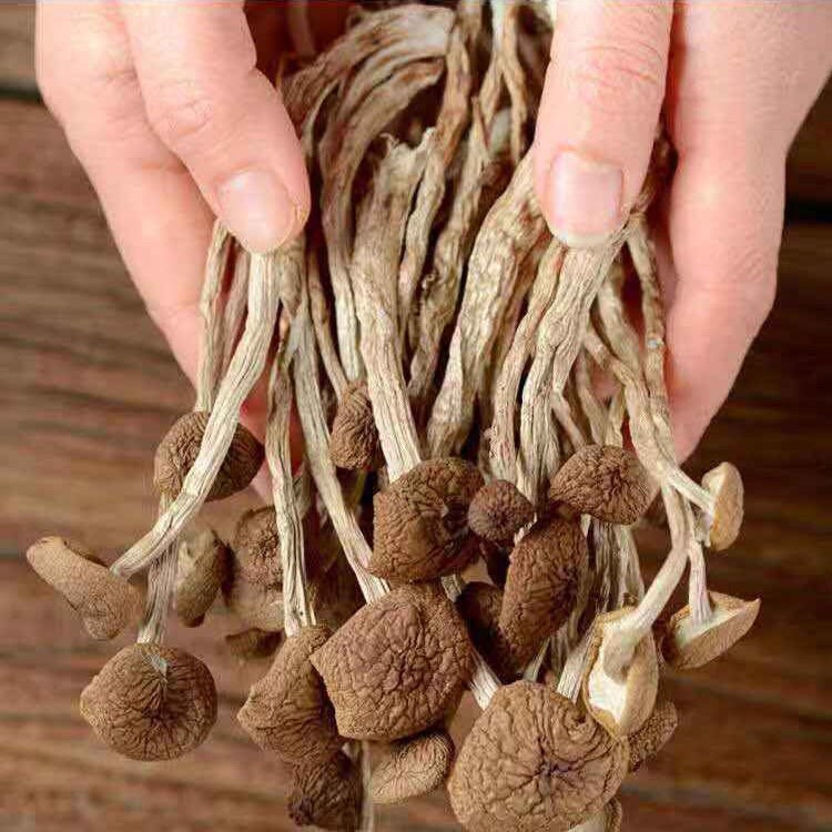 Top Quality Dried Tea Tree Mushrooms, Agrocybe Cylindracea, Cha Shu Gu ...