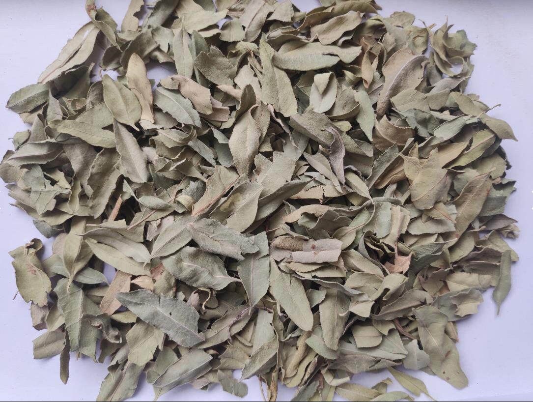 Apocynum Venetum Tea, Dried Dogbane Leaf 250g - Etsy