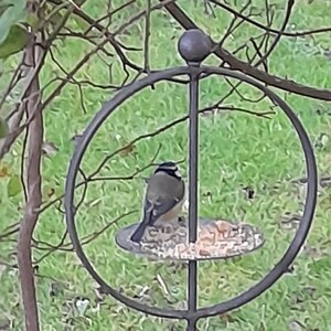 Bird Feeder Stake-bird Feeder Gardening-supports Handmade-steel ...