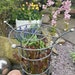 Heavy Duty Peony, Hydrangea GROW THROUGH Plant Support-herbaceous ...
