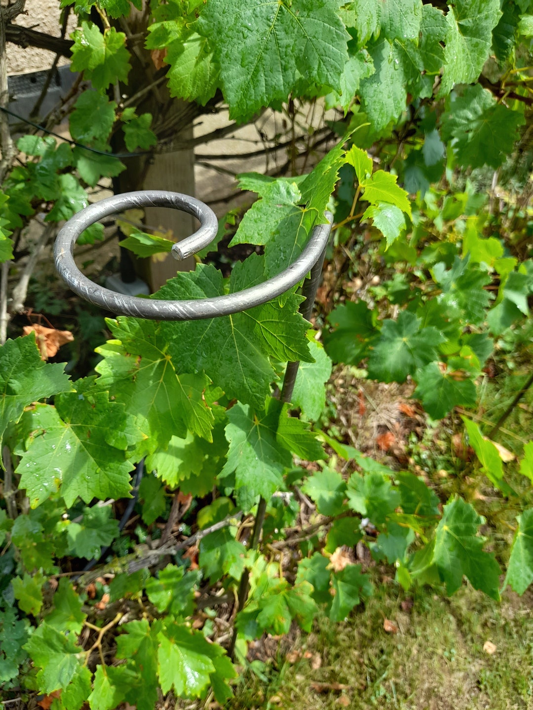 Scroll Plant Supports Set of 3 Plant Stake Gardening - Etsy