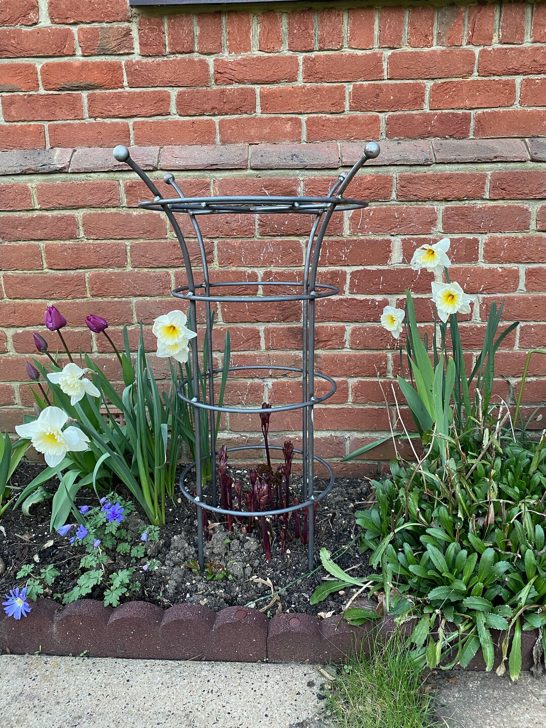 Heavy Duty Peony, Hydrangea GROW THROUGH Plant Support-herbaceous ...