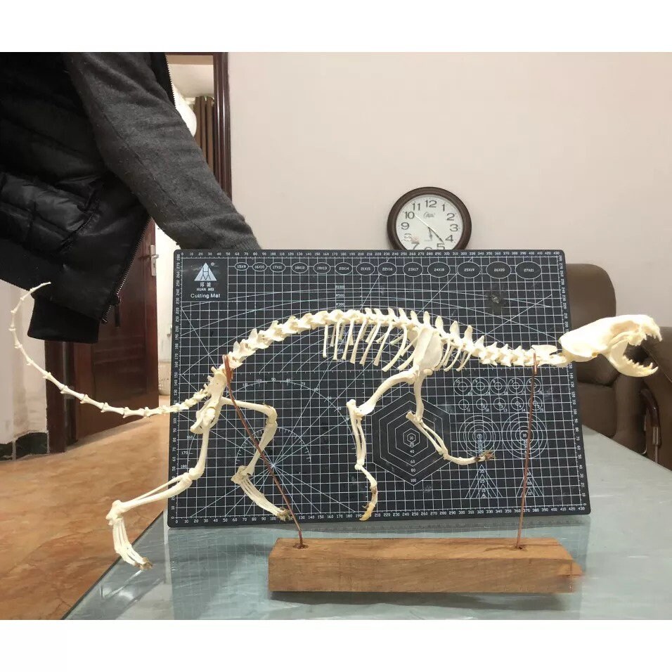 1 Pcs Real Complete Fox/mink Skeleton Specimen. Real Animal | Etsy ...