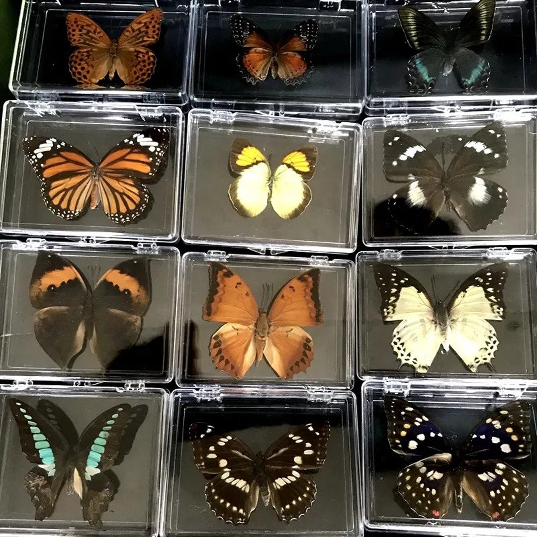 Natural Real Butterfly Specimen Box Colorful Mixed Pretty - Etsy