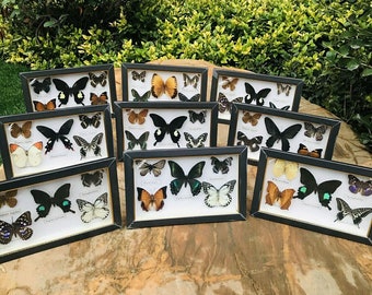 Butterfly Collection | Etsy