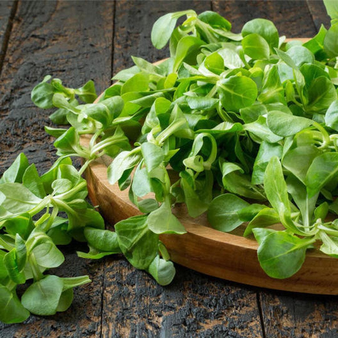 USA SELLER Mache, Corn Salad, Lambs Lettuce 50 Seeds HEIRLOOM Lactuca ...