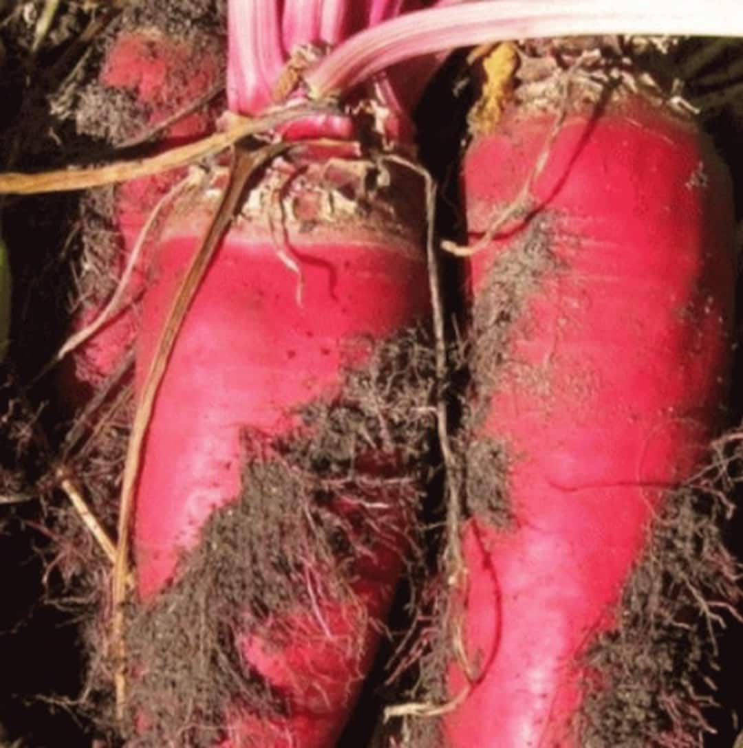 USA SELLER Red Mammoth Fodder Beet 50 Seeds HEIRLOOM Beta Vulgaris ...