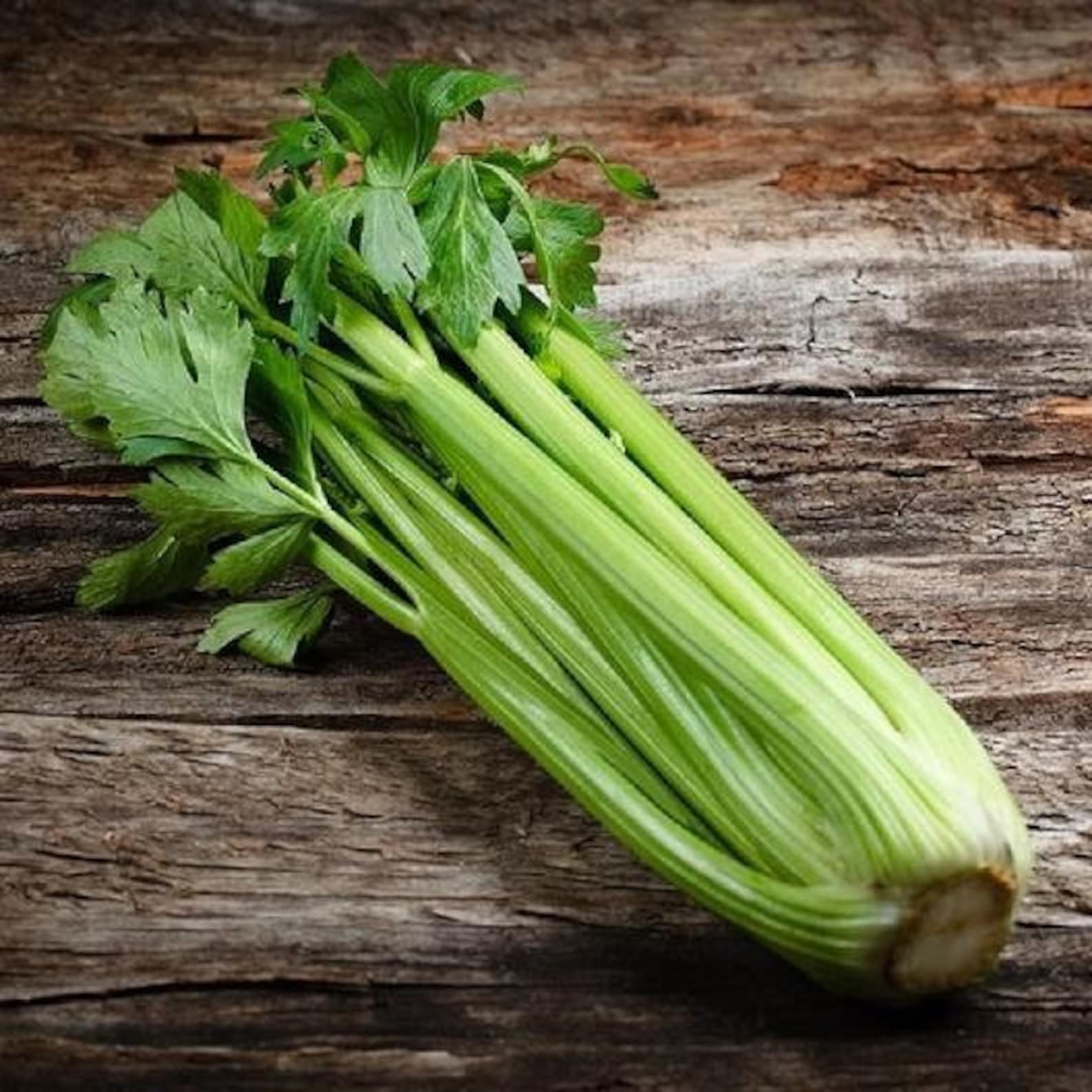 USA SELLER Pascal Celery 300 Seeds HEIRLOOM Brassica Oleracea - Etsy