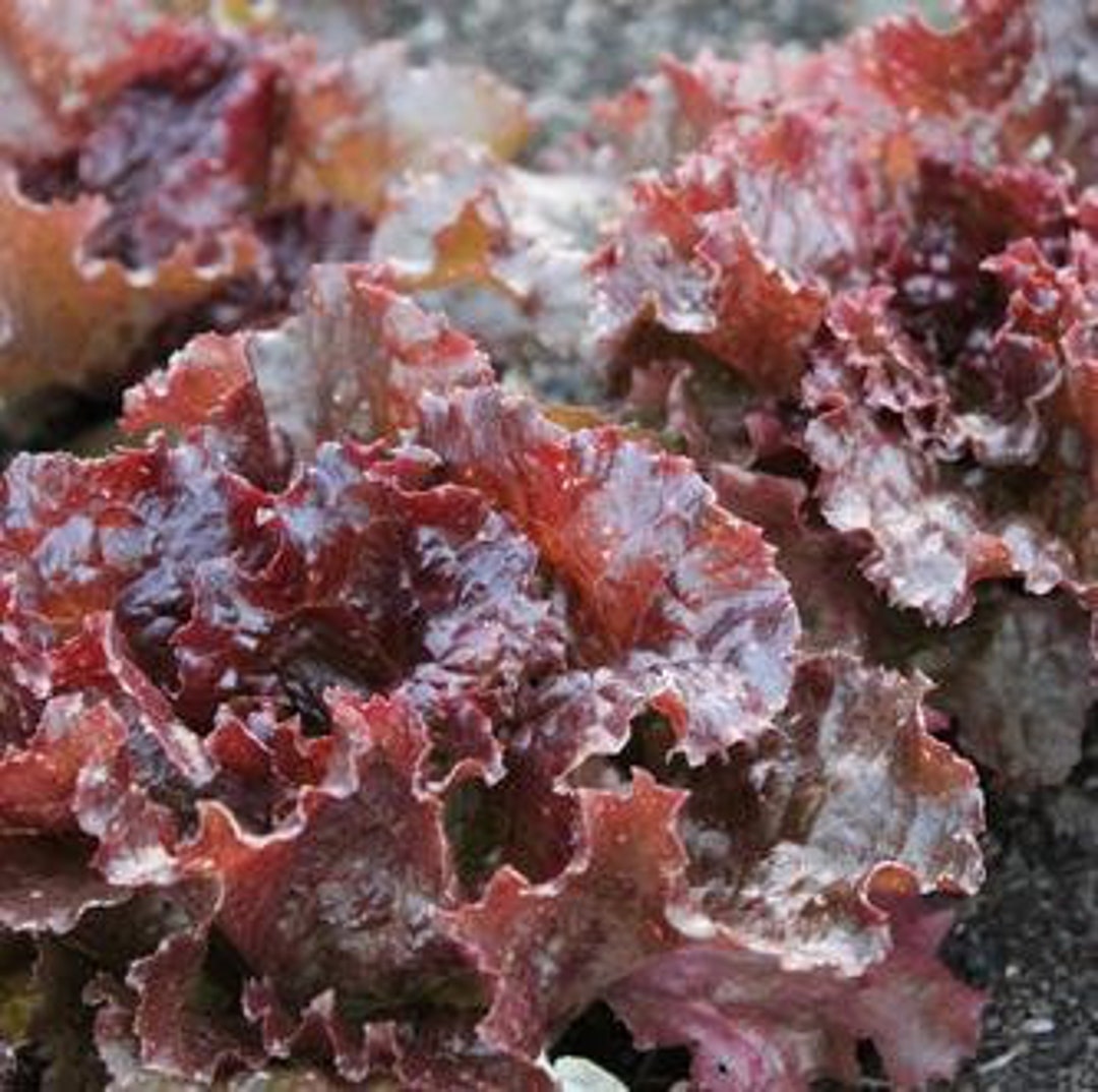 USA SELLER Red Sails Lettuce 200 Seeds HEIRLOOM Lactuca Sativa - Etsy